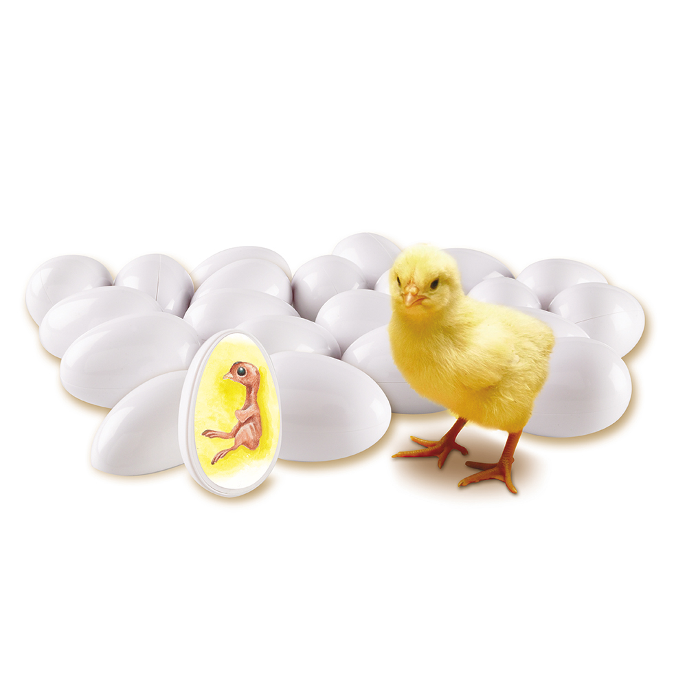 CHICK LIFE CYCLE EXPLORATION SET - LEARNING RESOURCES - Playwell Canada ...